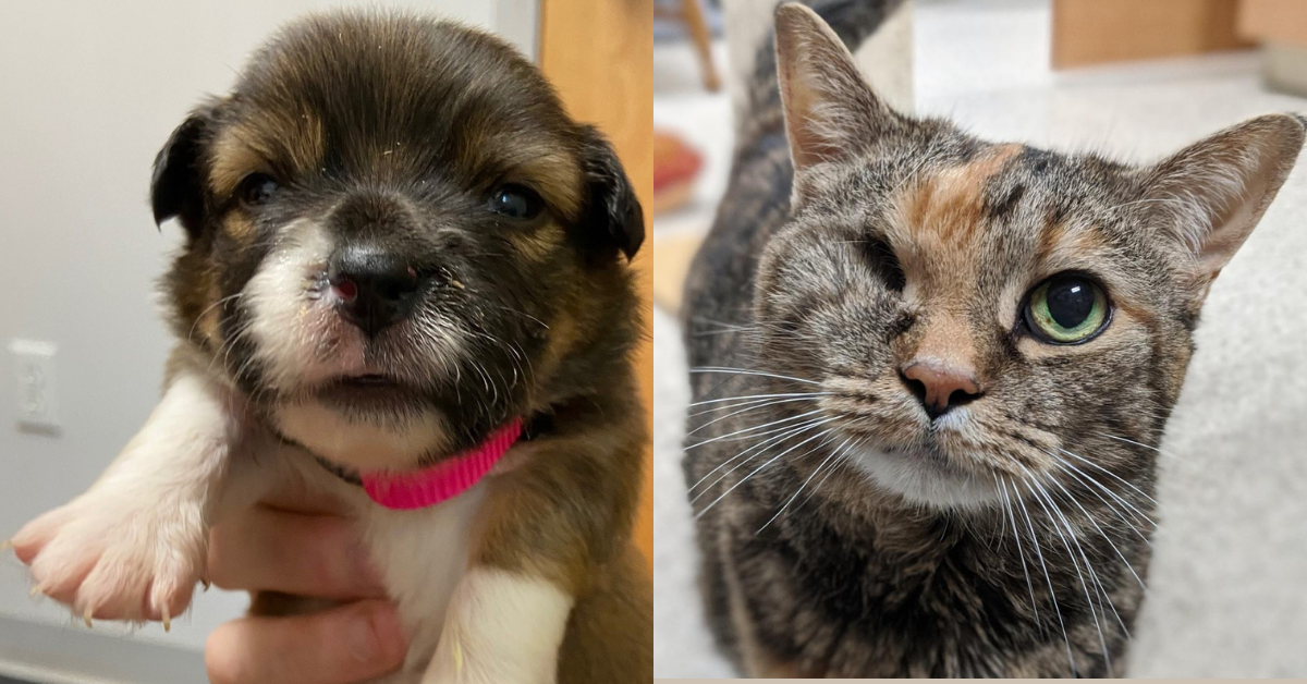 Special medical needs | Do More 24 Delaware 2021