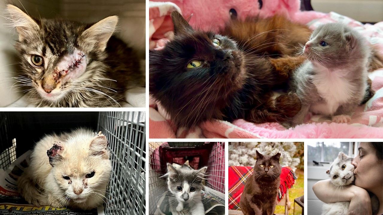 Forgotten Cats, Inc. | DEGives